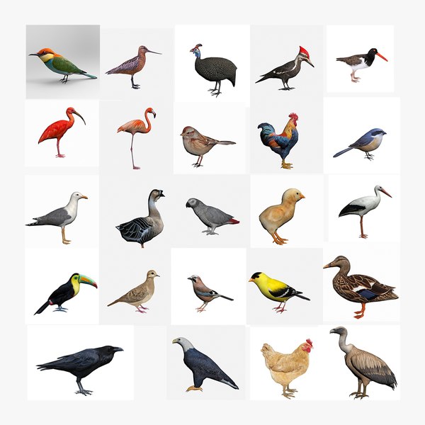 3d bird model