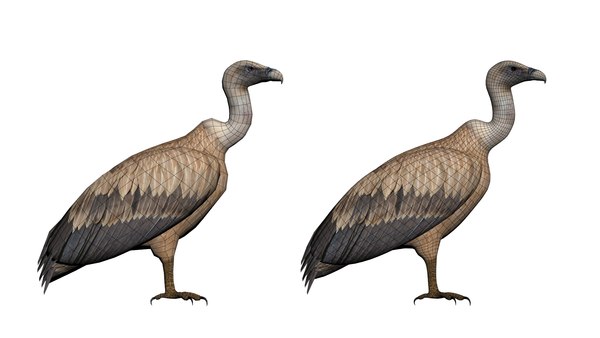 3D 20 Plus Birds Collection model - TurboSquid 1760378