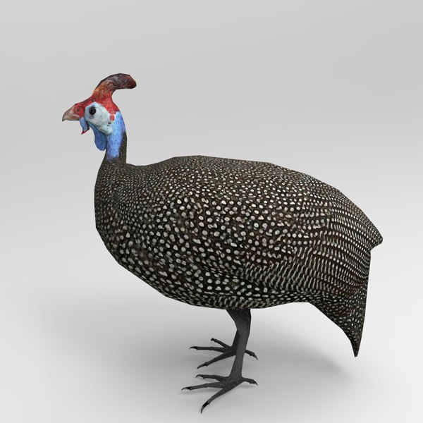 3D 20 Plus Birds Collection model - TurboSquid 1760378
