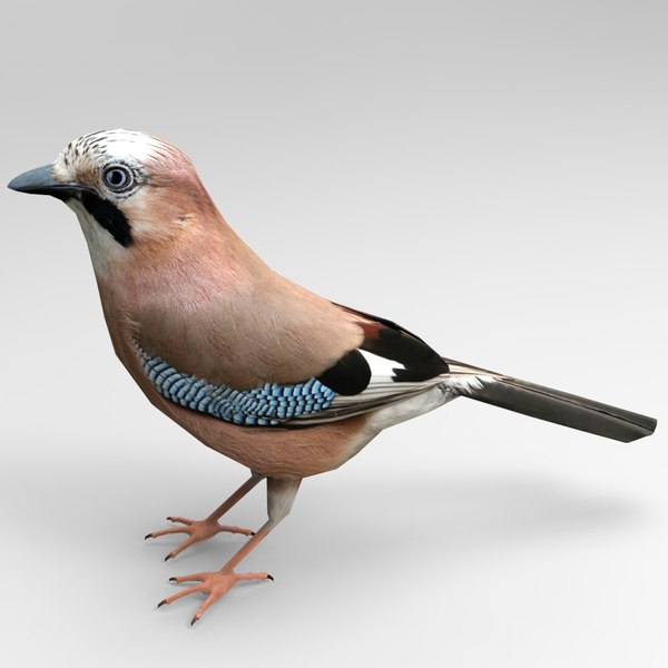 3D 20 Plus Birds Collection model - TurboSquid 1760378