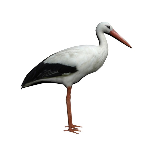 3D 20 Plus Birds Collection model - TurboSquid 1760378