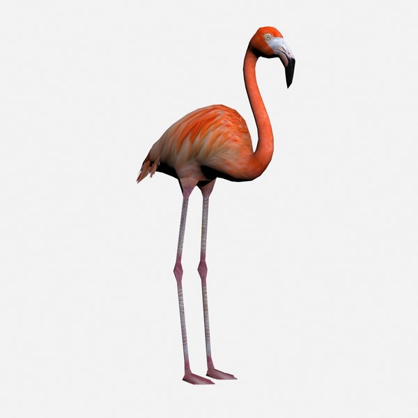 3D 20 Plus Birds Collection model - TurboSquid 1760378