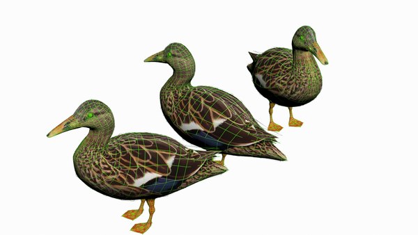 3D 20 Plus Birds Collection model - TurboSquid 1760378