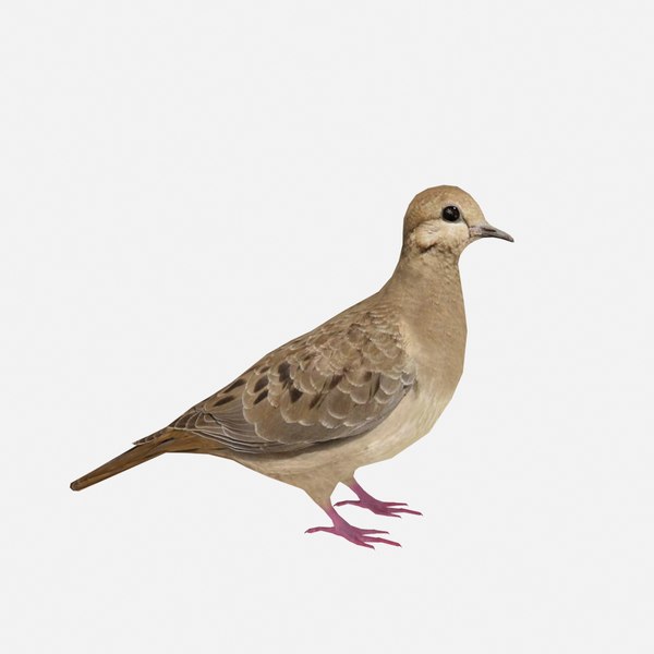 3D 20 Plus Birds Collection model - TurboSquid 1760378