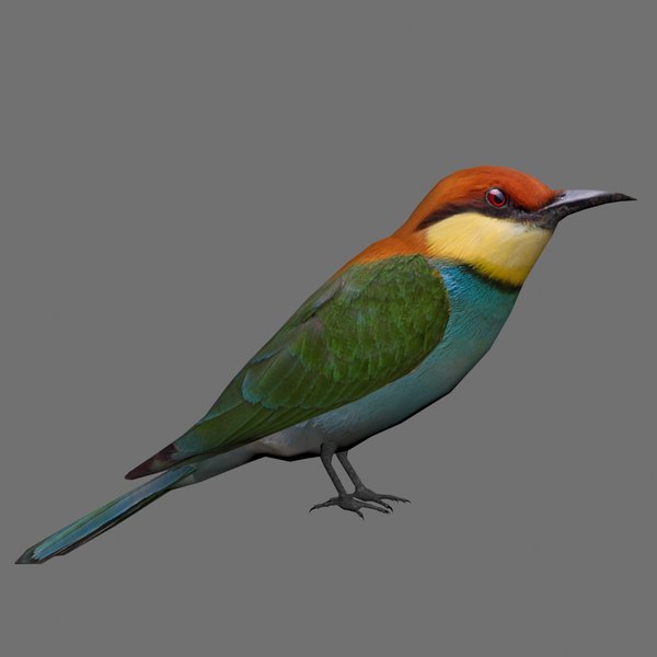 3D 20 Plus Birds Collection model - TurboSquid 1760378
