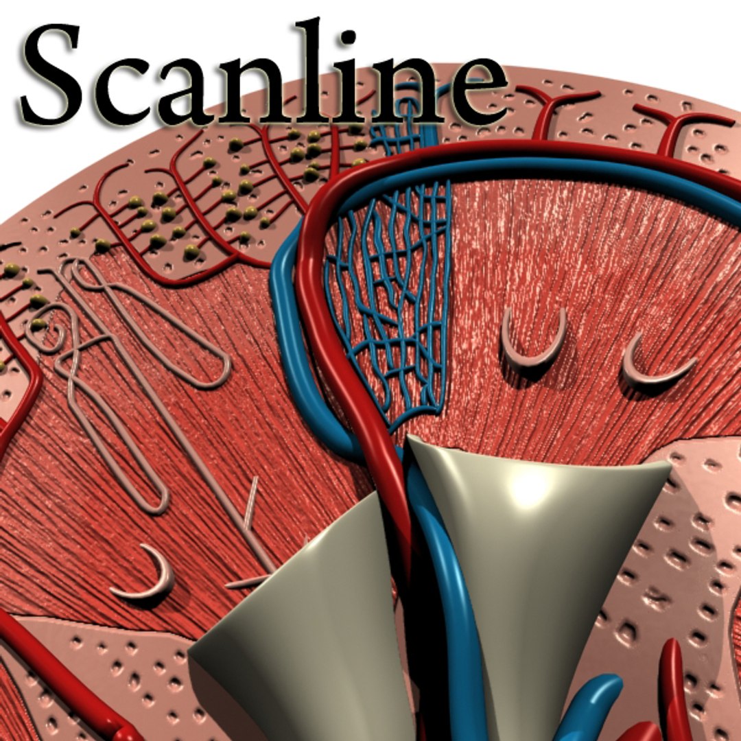 3dsmax Kidney Anatomy