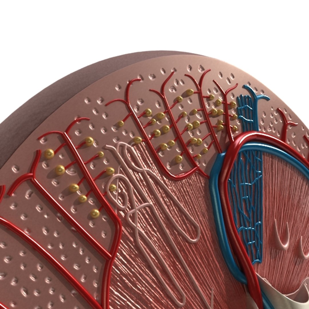 3dsmax Kidney Anatomy