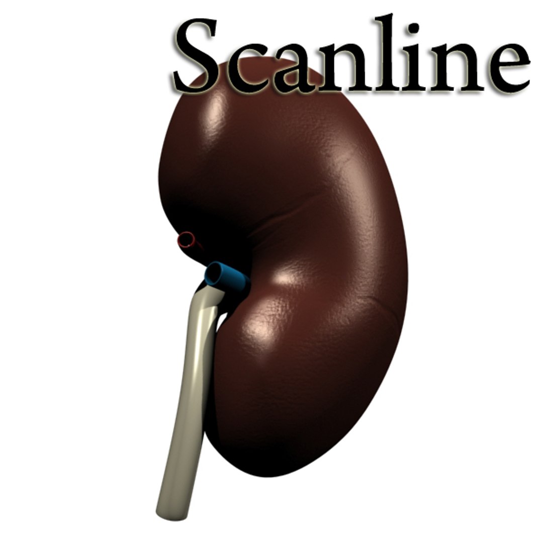 3dsmax Kidney Anatomy