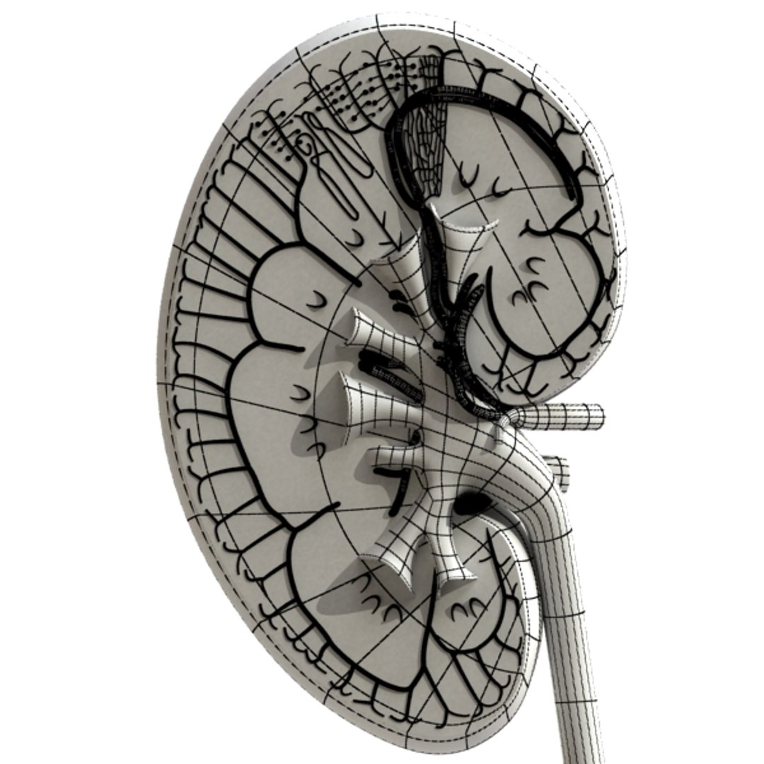 3dsmax Kidney Anatomy