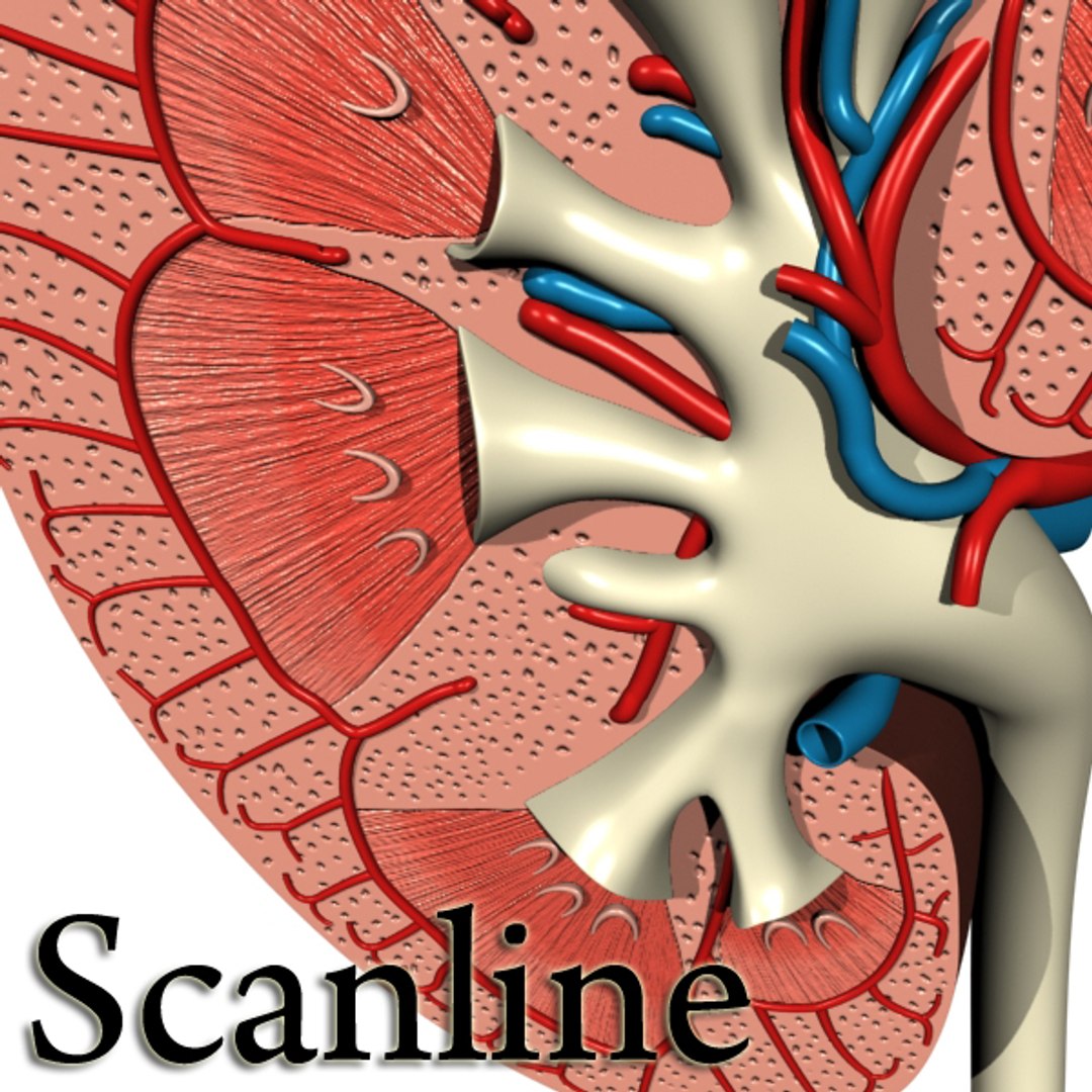 3dsmax Kidney Anatomy