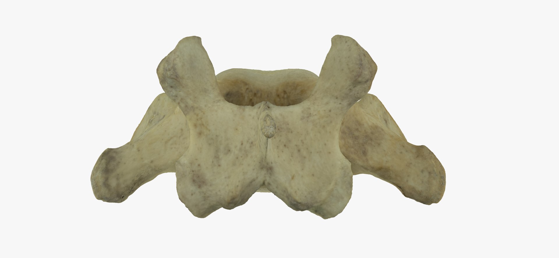 3D Model Bear (Ursus) Cervical Vertebrae C5 RAW Scan - TurboSquid 2118695