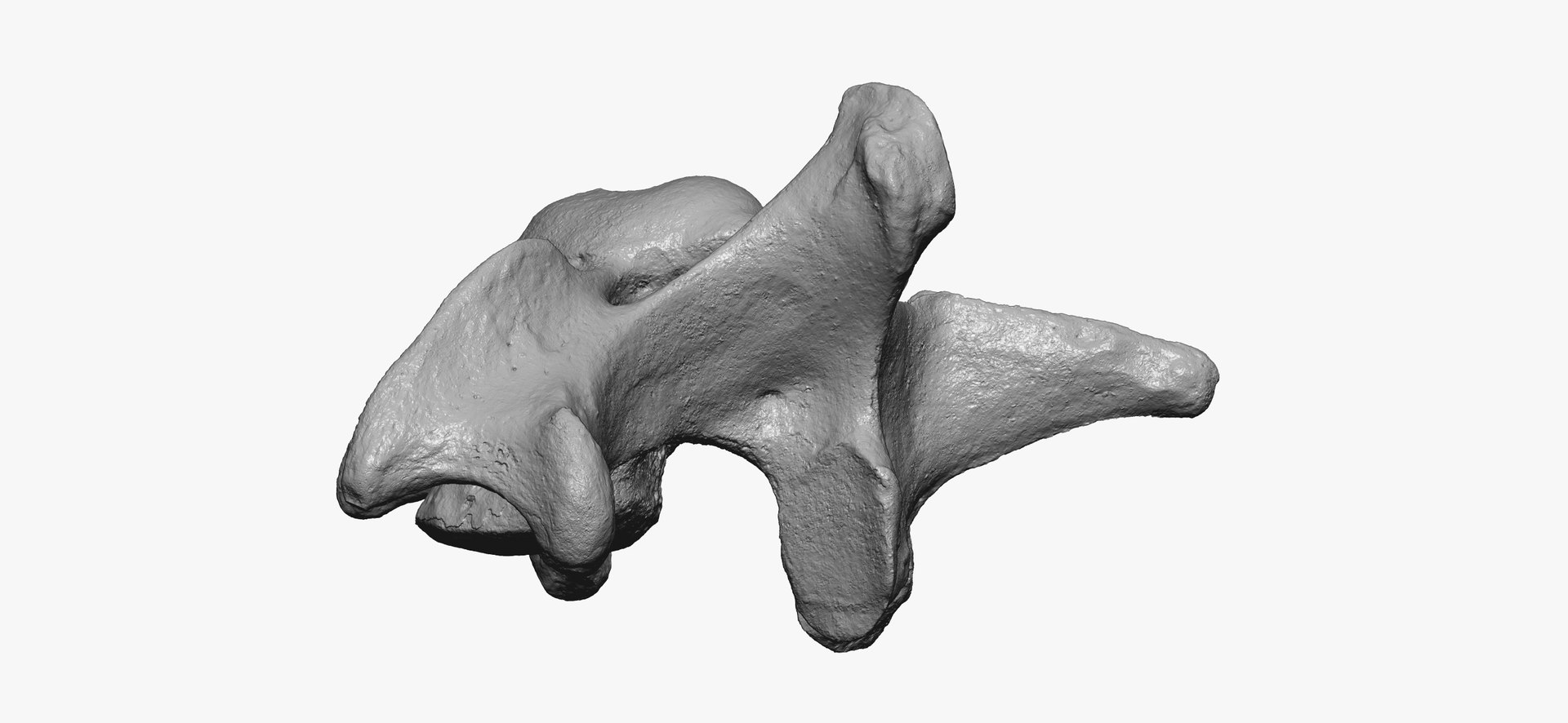 3D Model Bear (Ursus) Cervical Vertebrae C5 RAW Scan - TurboSquid 2118695