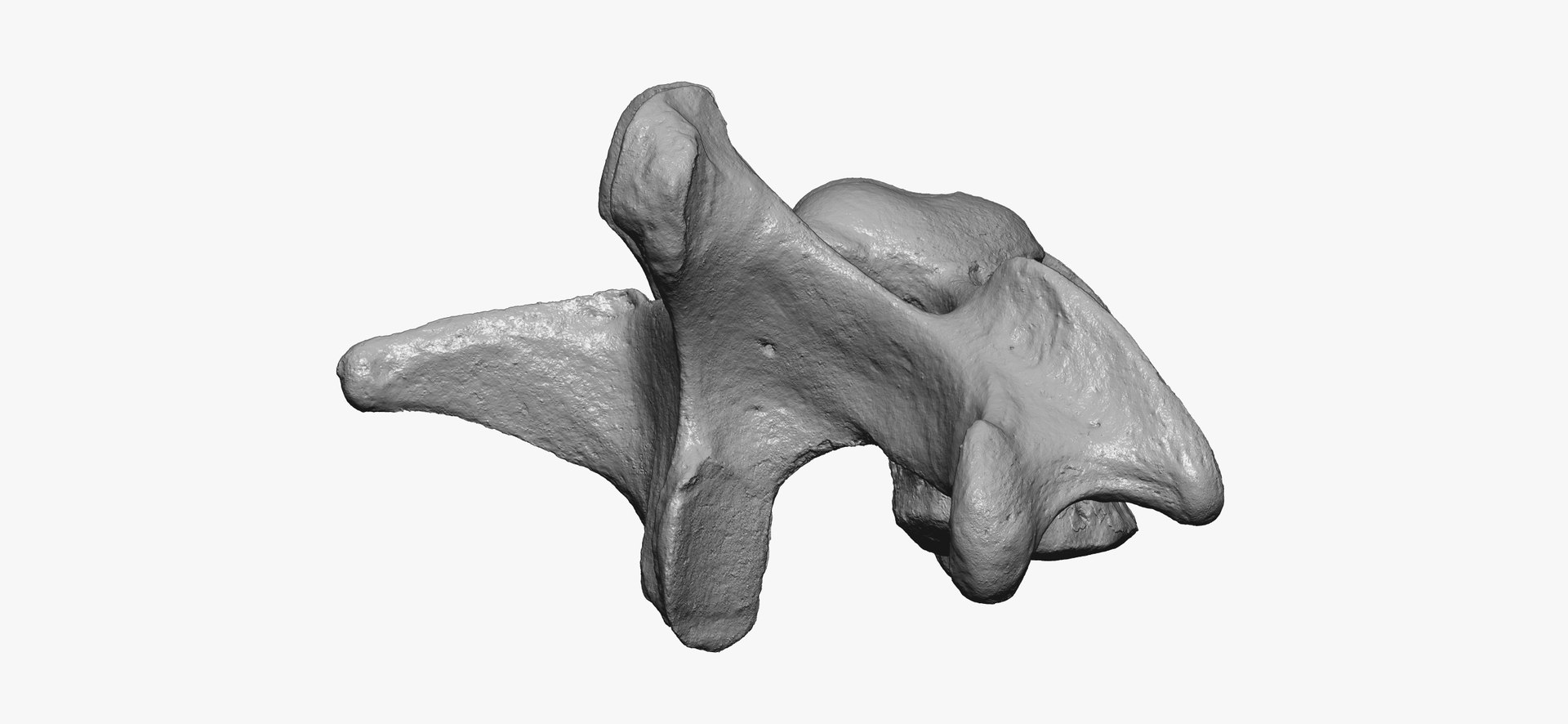 3D Model Bear (Ursus) Cervical Vertebrae C5 RAW Scan - TurboSquid 2118695