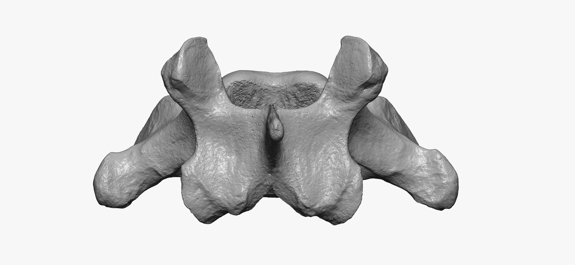 3D Model Bear (Ursus) Cervical Vertebrae C5 RAW Scan - TurboSquid 2118695