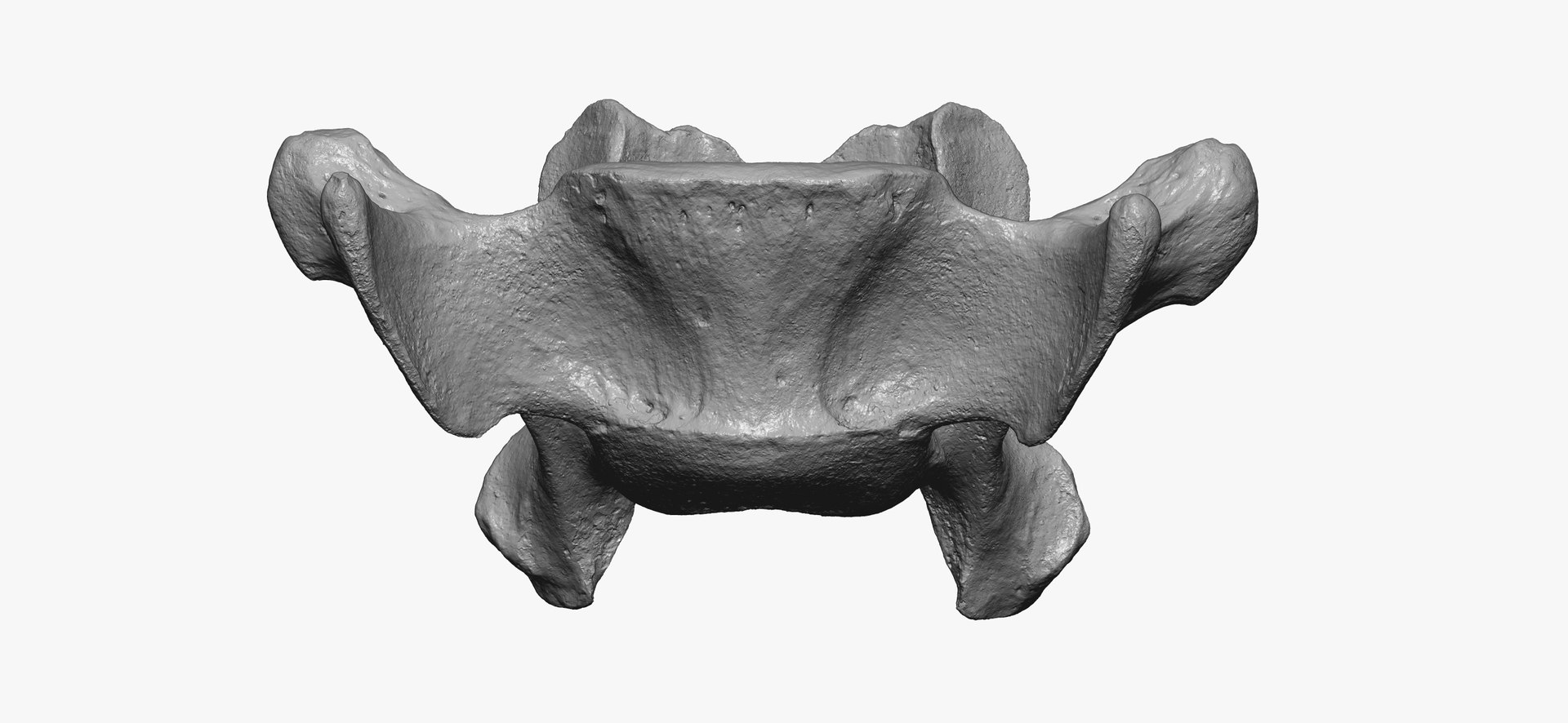 3D Model Bear (Ursus) Cervical Vertebrae C5 RAW Scan - TurboSquid 2118695