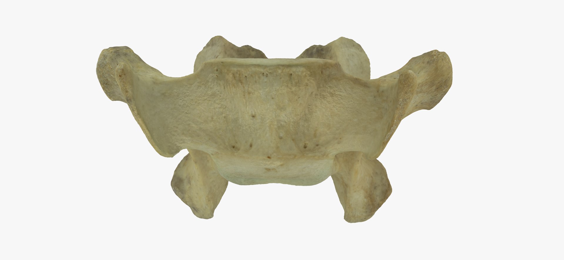 3D Model Bear (Ursus) Cervical Vertebrae C5 RAW Scan - TurboSquid 2118695