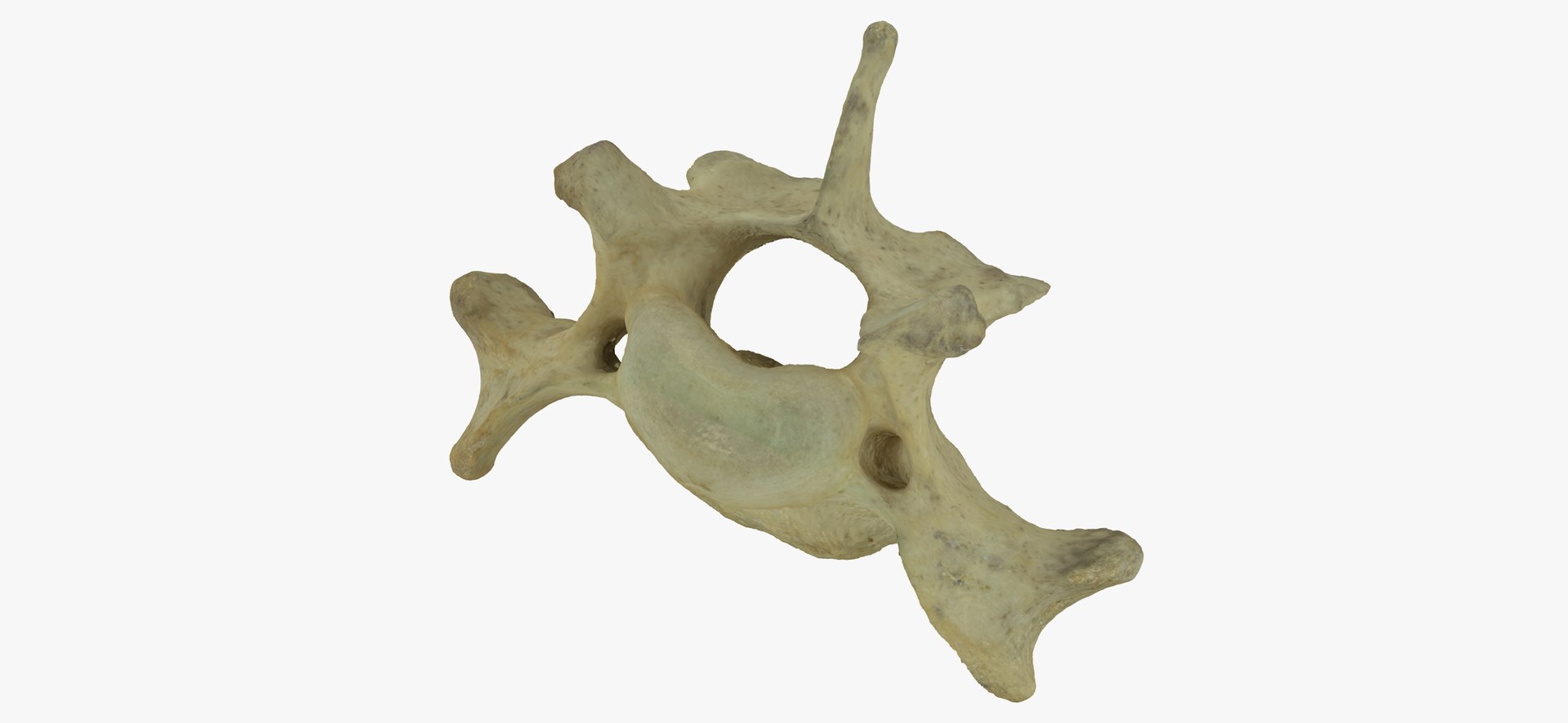 3D Model Bear (Ursus) Cervical Vertebrae C5 RAW Scan - TurboSquid 2118695