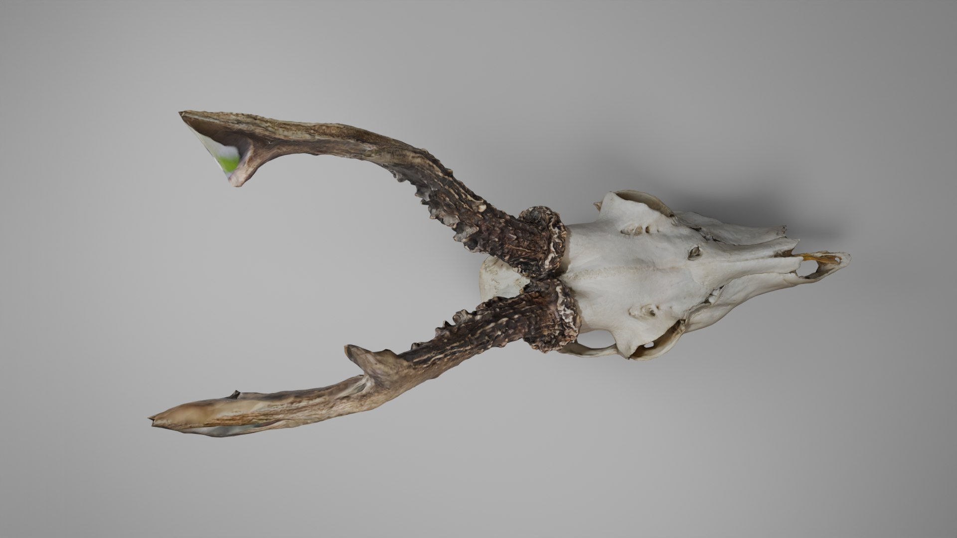 3D Deer Skull Model - TurboSquid 2300960