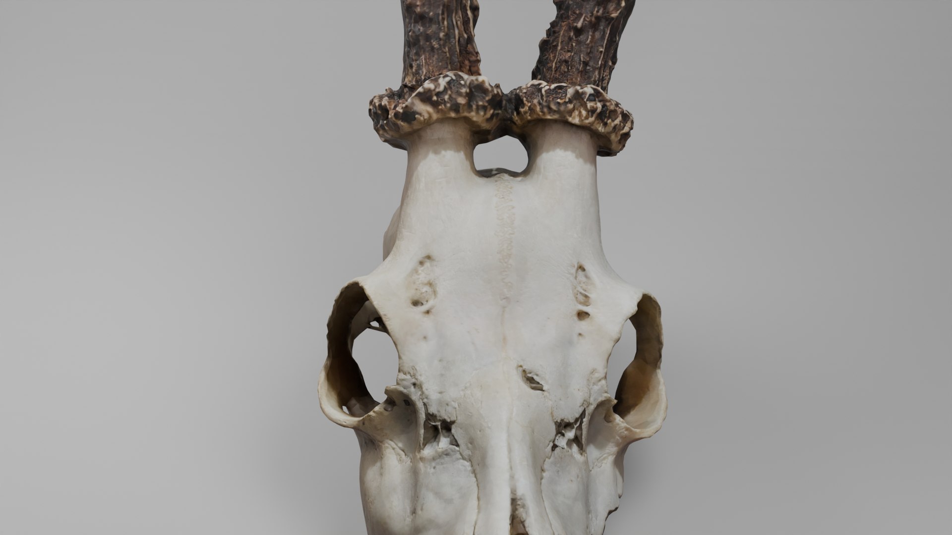 3D Deer Skull Model - TurboSquid 2300960