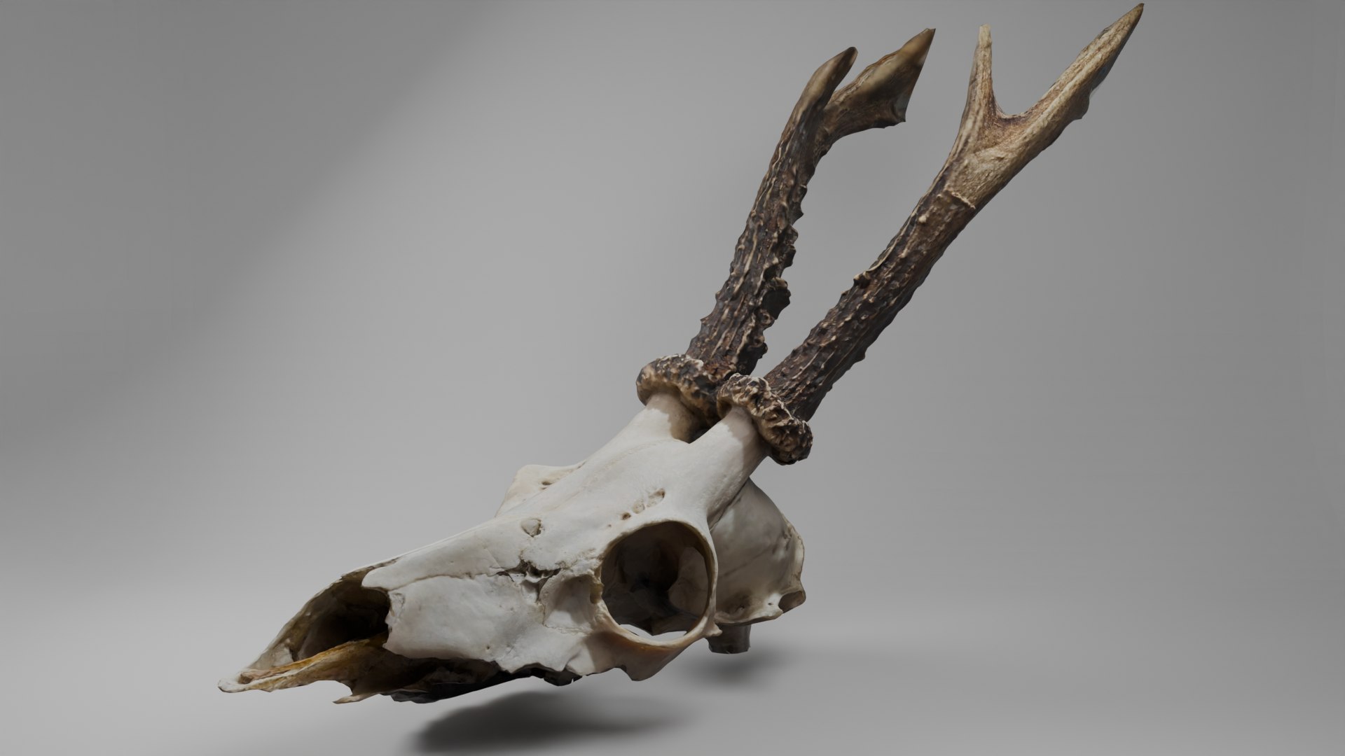 3D Deer Skull Model - TurboSquid 2300960