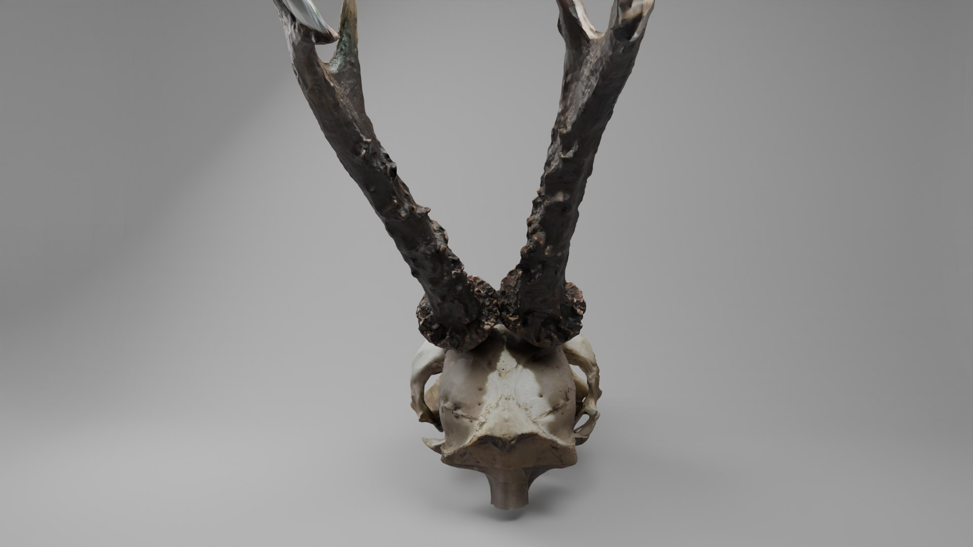 3D Deer Skull Model - TurboSquid 2300960