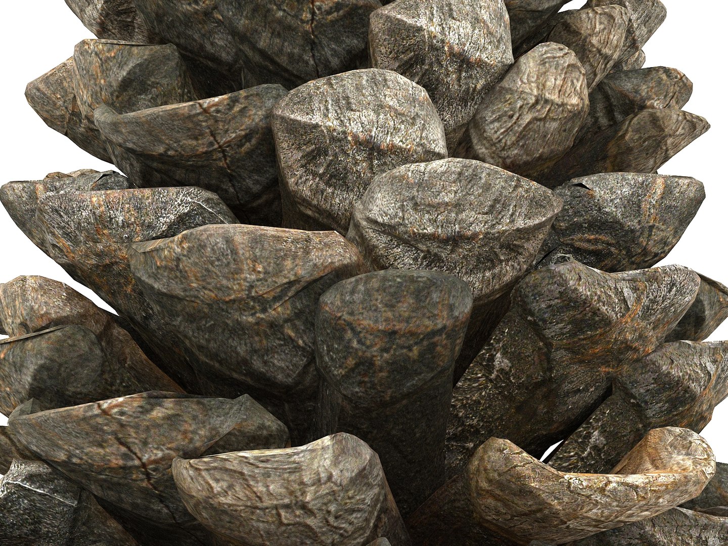 3D Conifer Cone Ultra Hd Model - TurboSquid 1318565