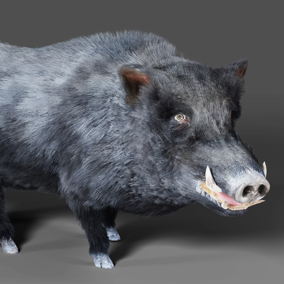 3D Fur Wild Boar V08 Rigged And Animation Model - TurboSquid 1992513