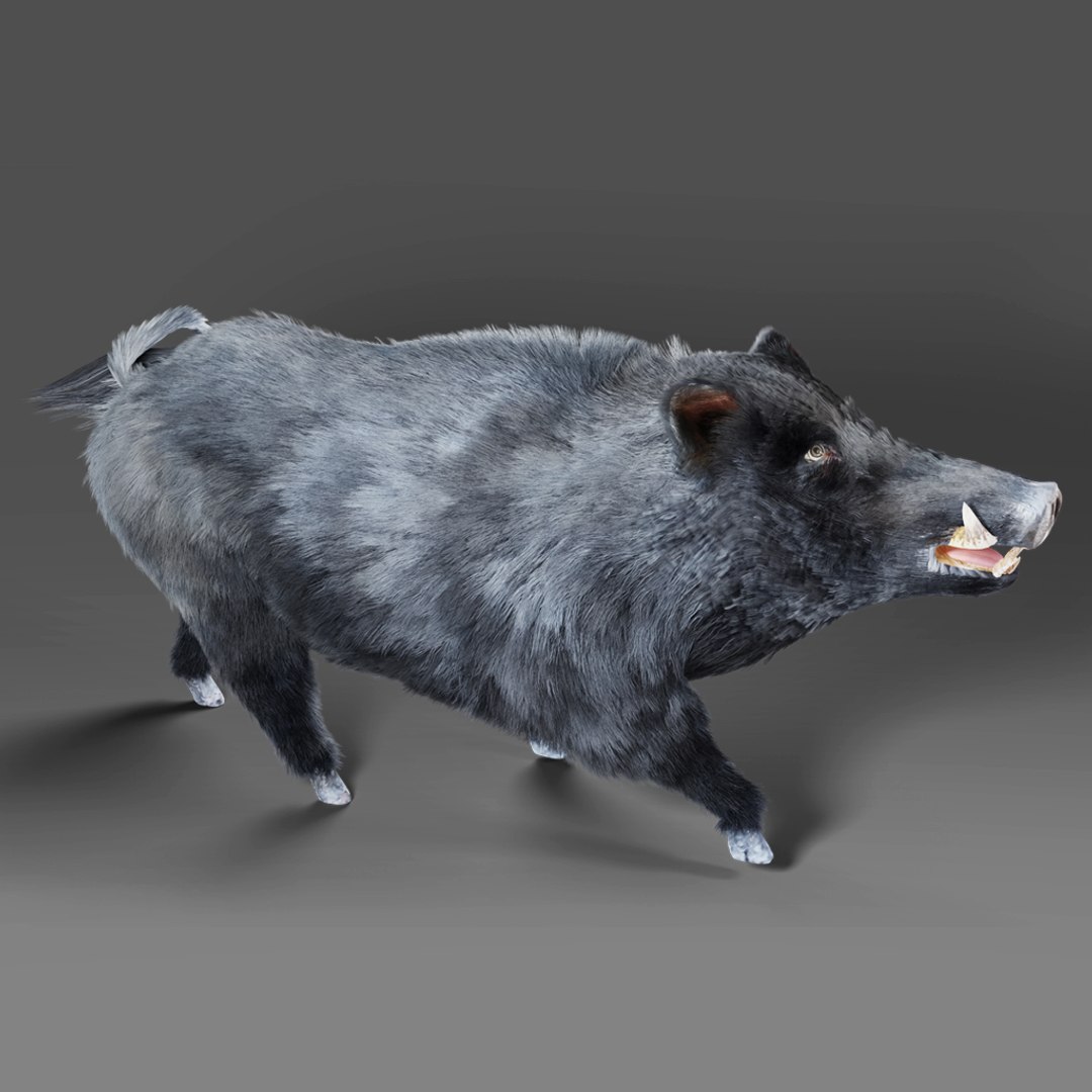 3D Fur Wild Boar V08 Rigged And Animation Model - TurboSquid 1992513