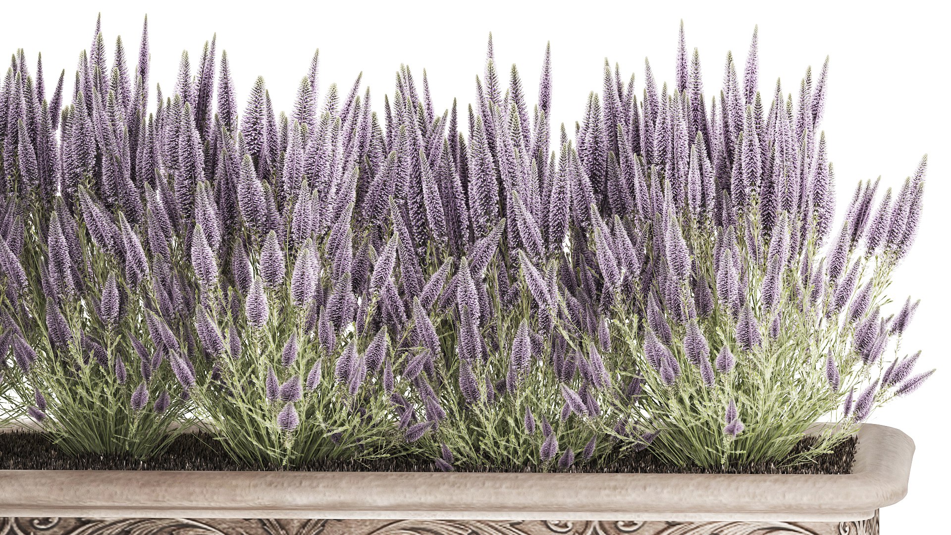 Wildflower Bushes Classic Pot Calluna Lavender Rosemary Set 3D ...