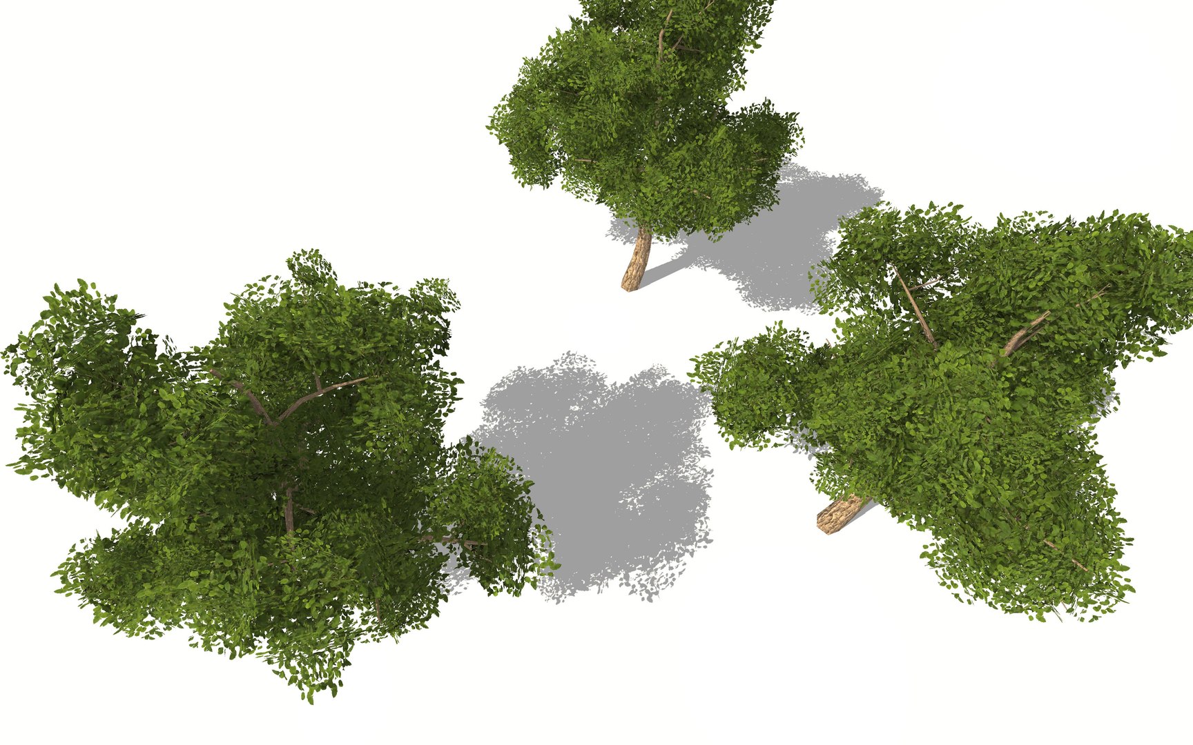 3D realistic forest trees model - TurboSquid 1517320