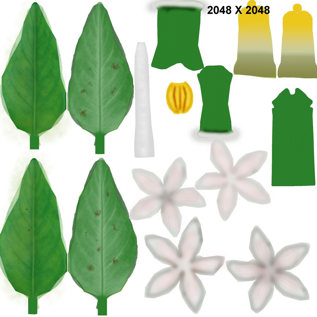 citrus flowering obj