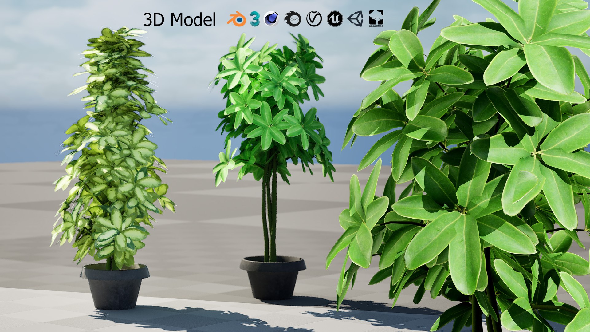 3D Two Potted Schefflera Plants - 3D Asset - TurboSquid 2240932