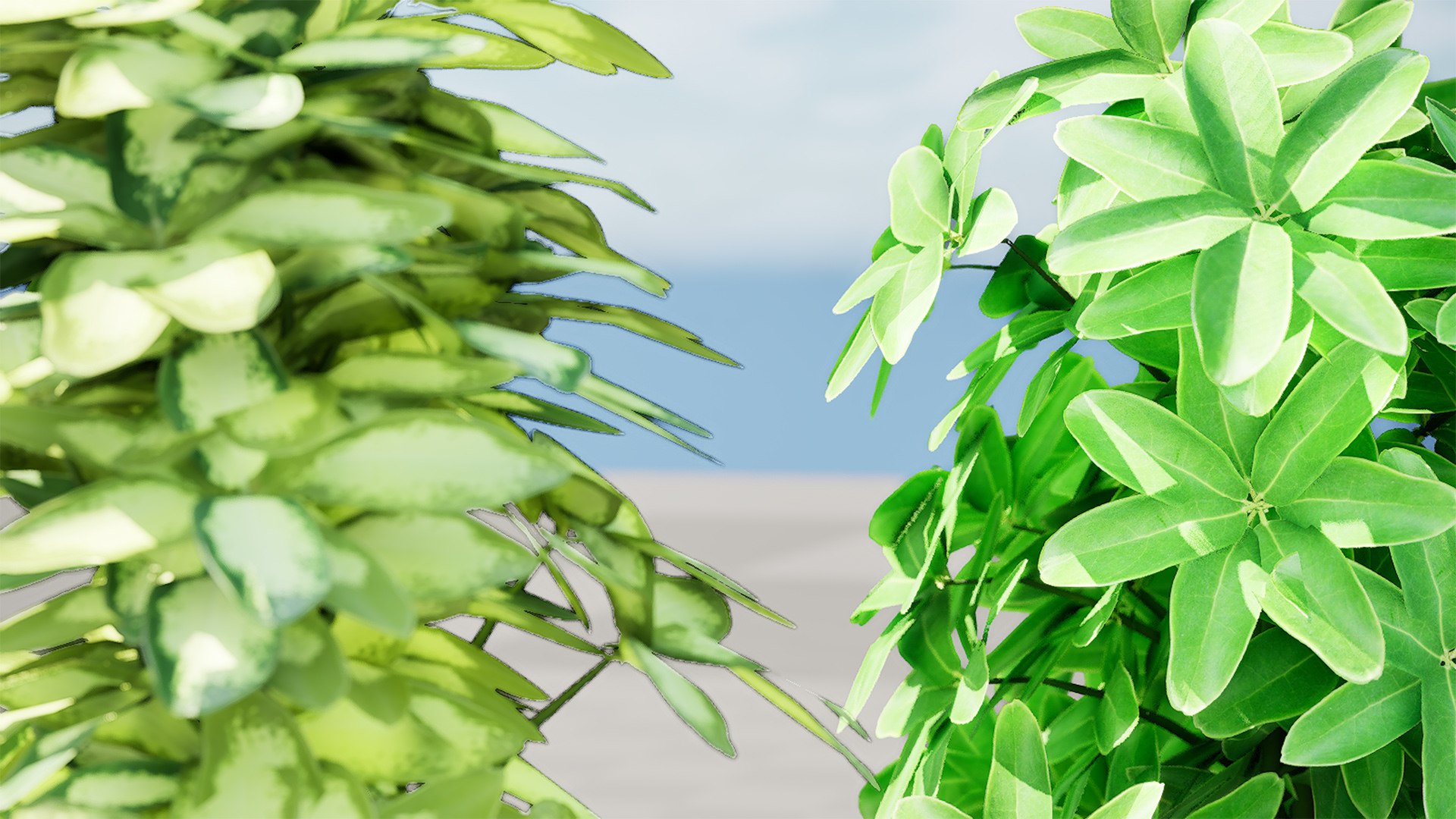 3D Two Potted Schefflera Plants - 3D Asset - TurboSquid 2240932