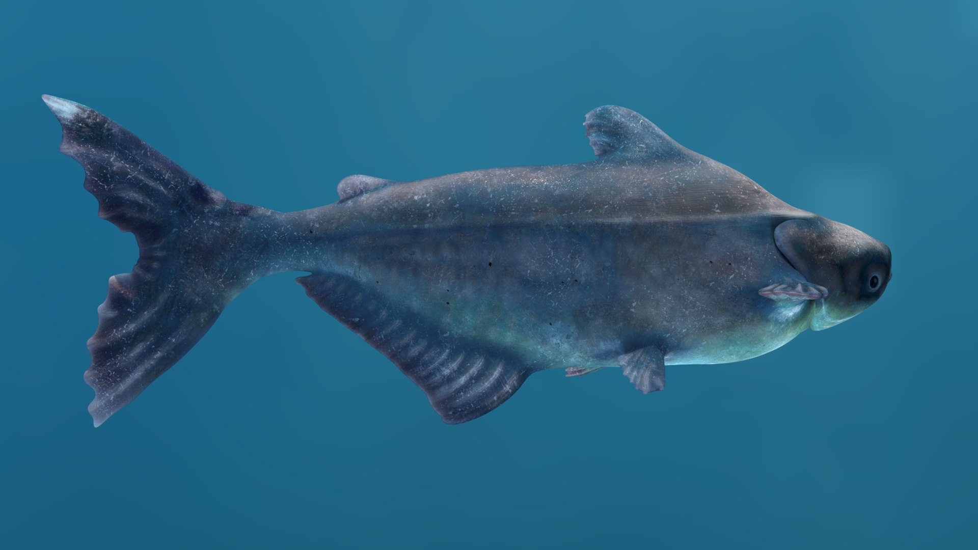 Rigged Mekong Giant Catfish 3D Model - TurboSquid 2089730
