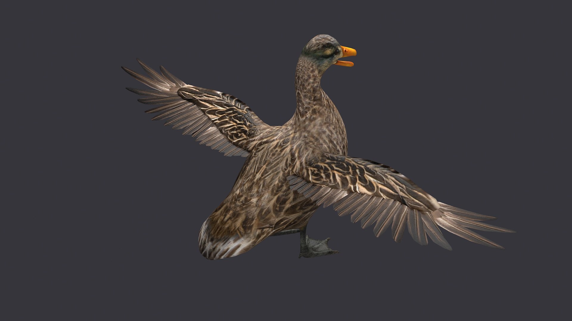 Duck Wild Duck Mallard Dabbling Anas Platyrhynchos Model - TurboSquid ...