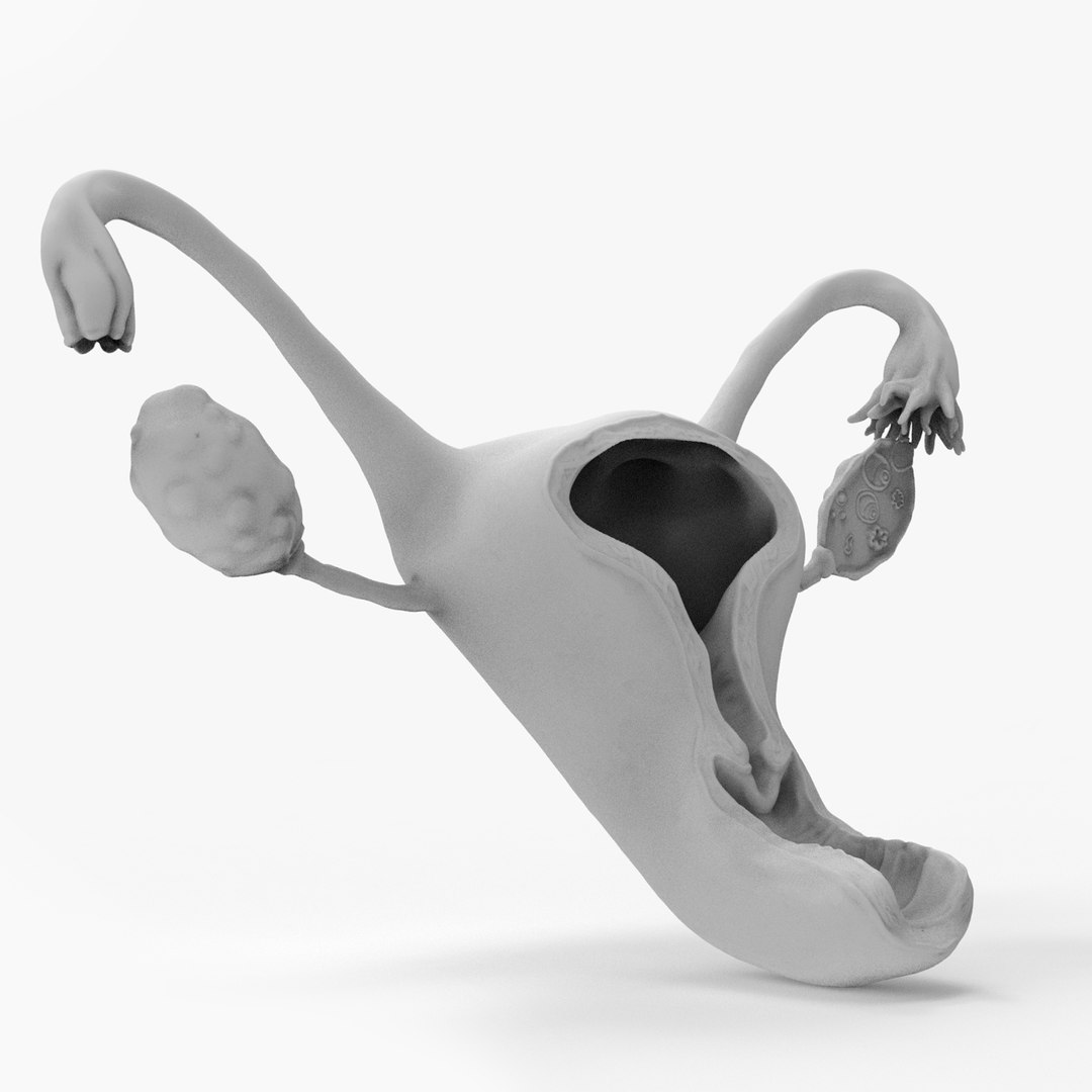 3D female reproductive uterus - TurboSquid 1429502