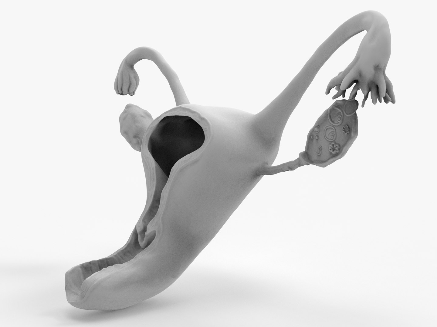 3D Female Reproductive Uterus - TurboSquid 1429502