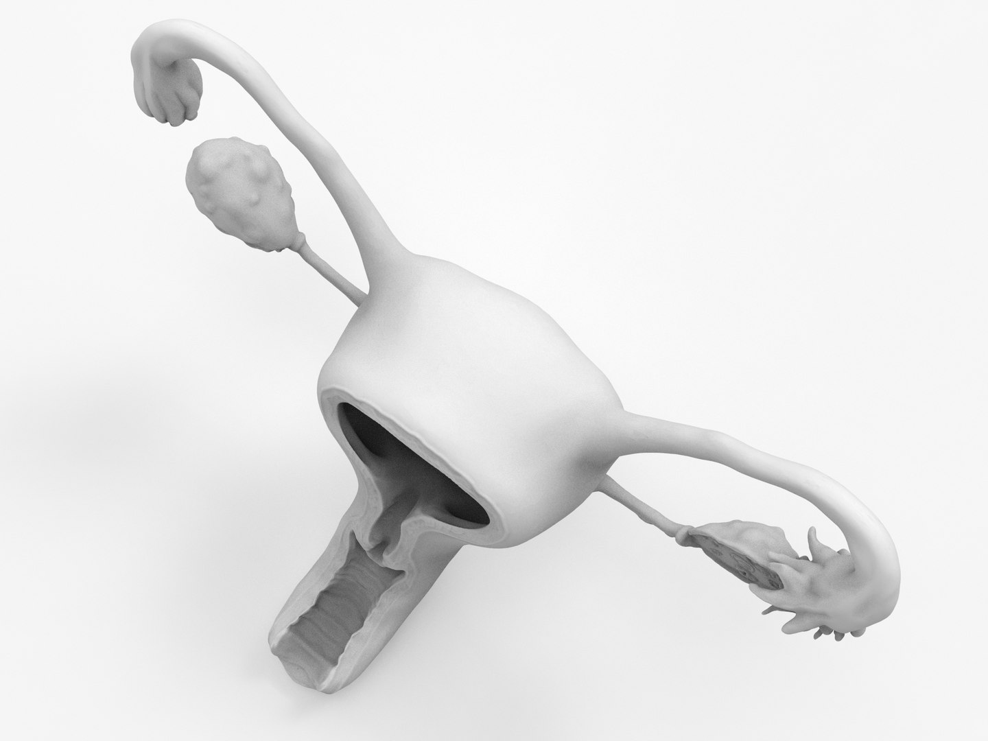 3D Female Reproductive Uterus - TurboSquid 1429502