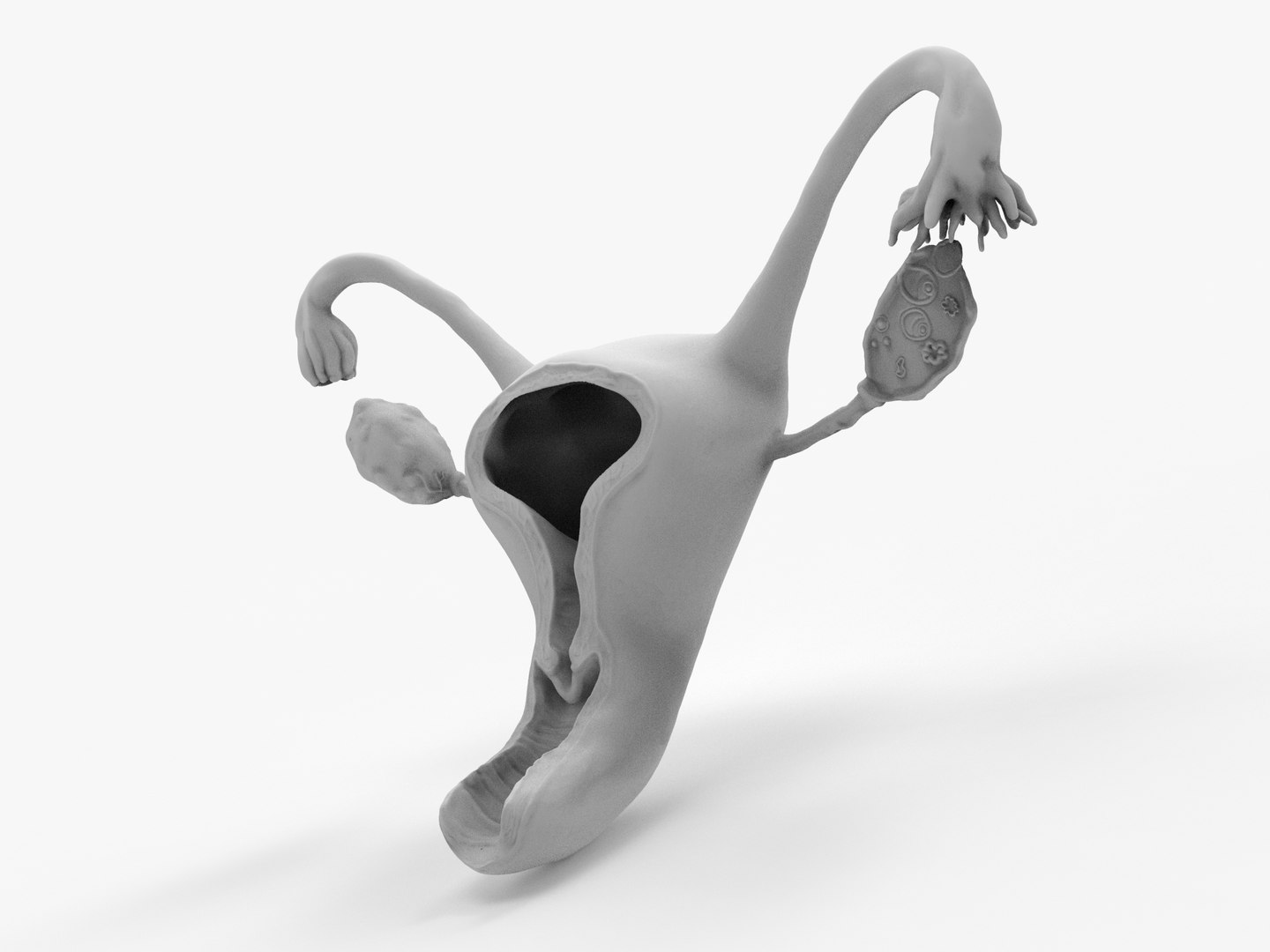 3D Female Reproductive Uterus - TurboSquid 1429502