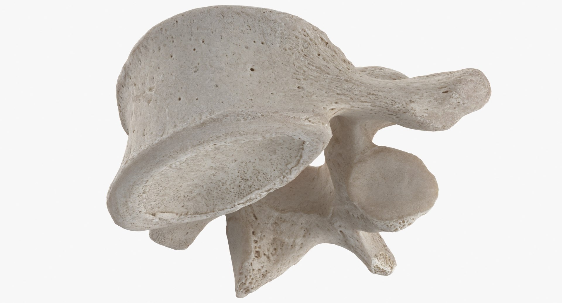3D Lumbar Vertebrae L1 L5 Model - TurboSquid 1600280