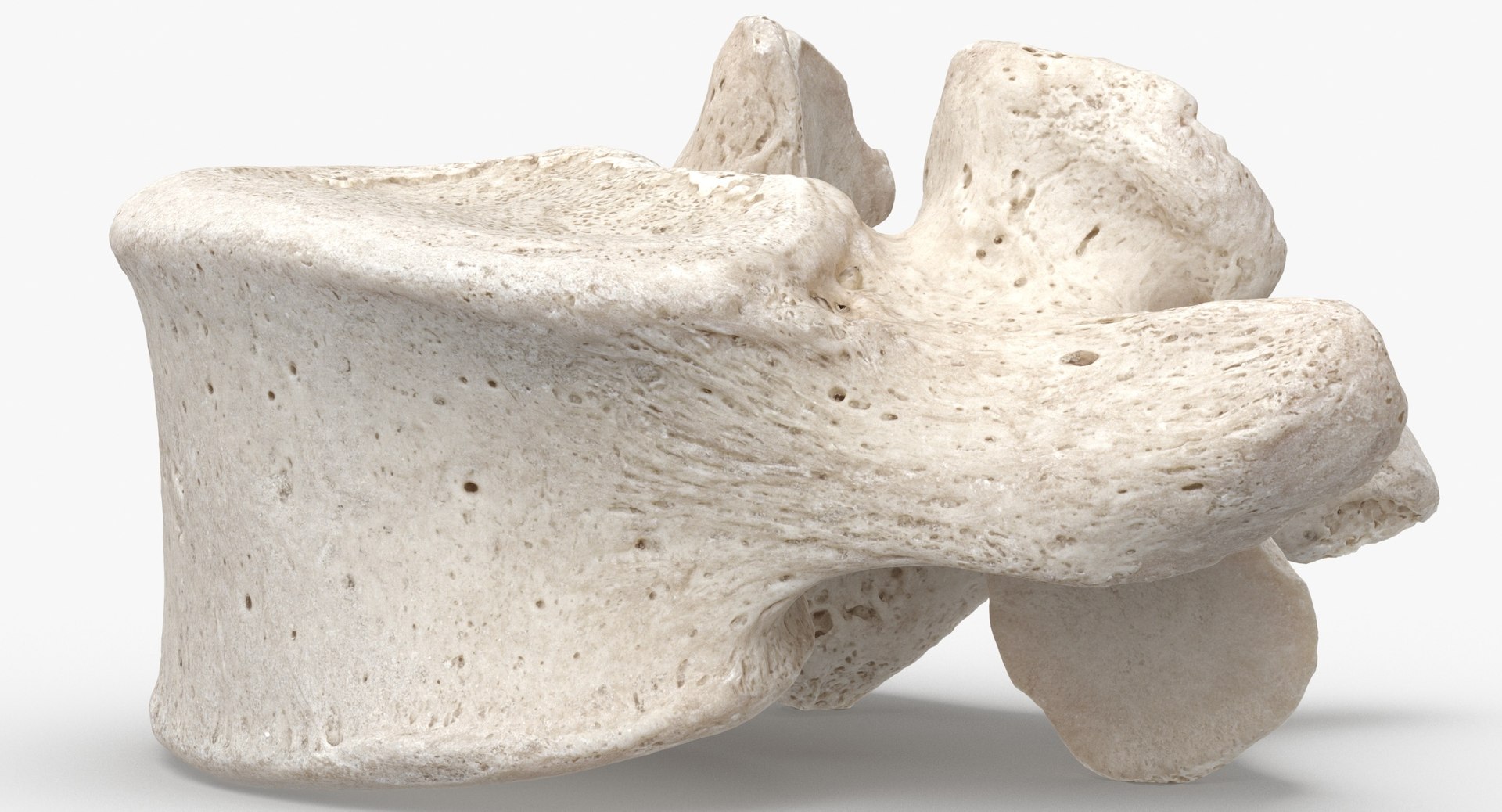 3D Lumbar Vertebrae L1 L5 Model - TurboSquid 1600280