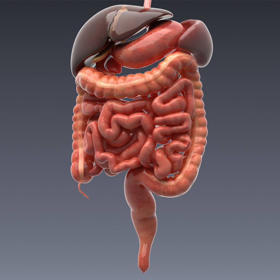 realistic human internal organs 3d model