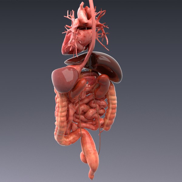 Realistic Human Internal Organs 3d Model