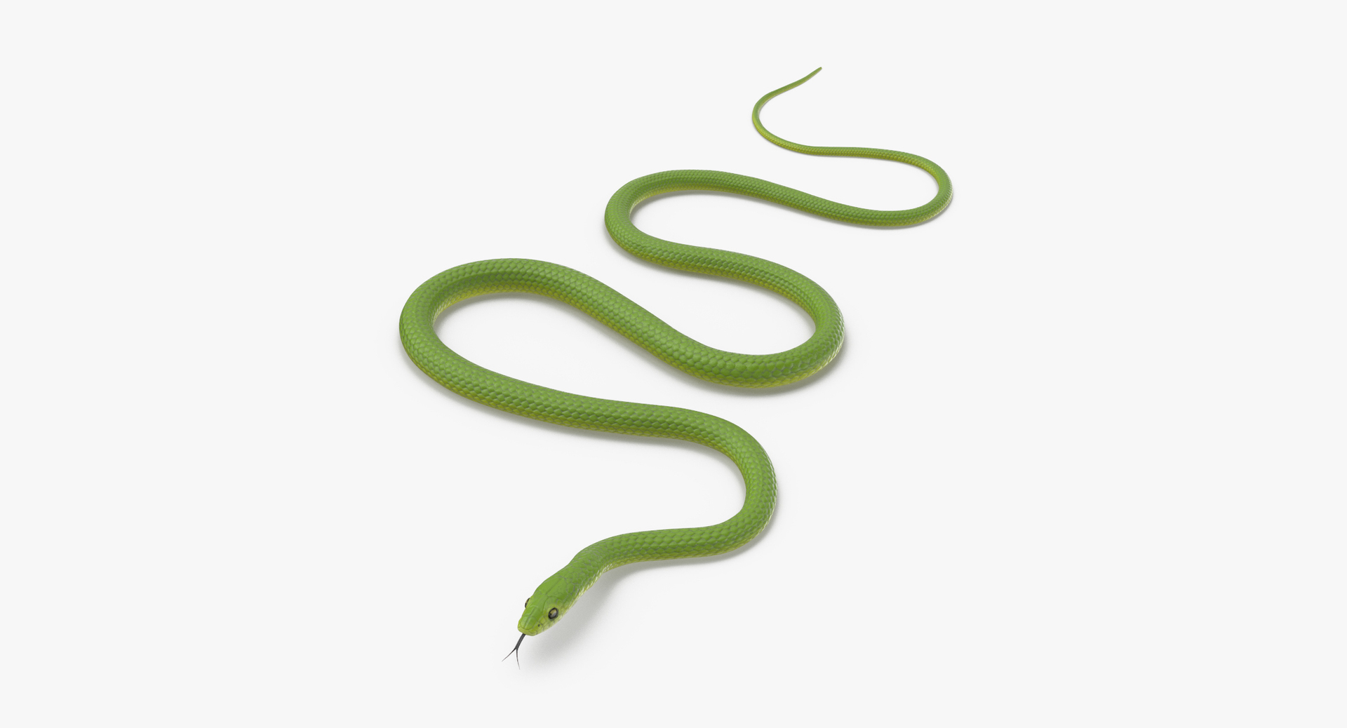 3d Model Green Snake 01