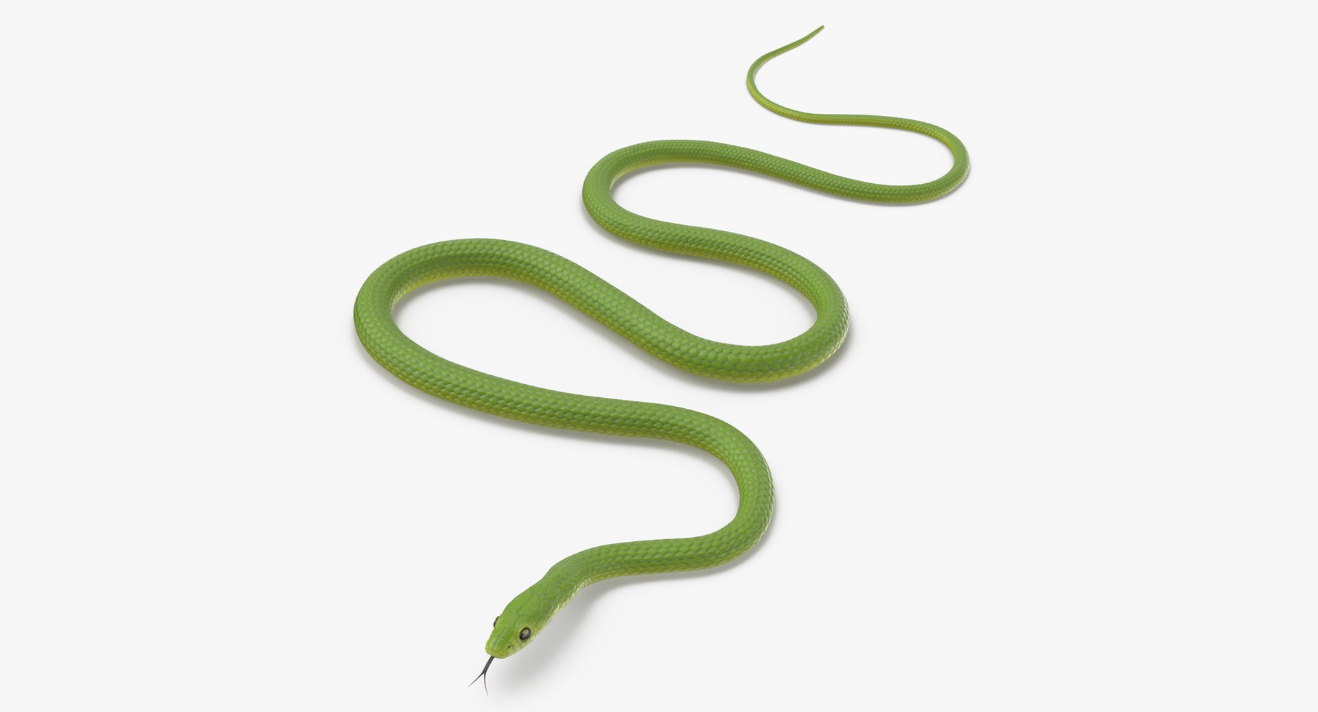 3d Model Green Snake 01