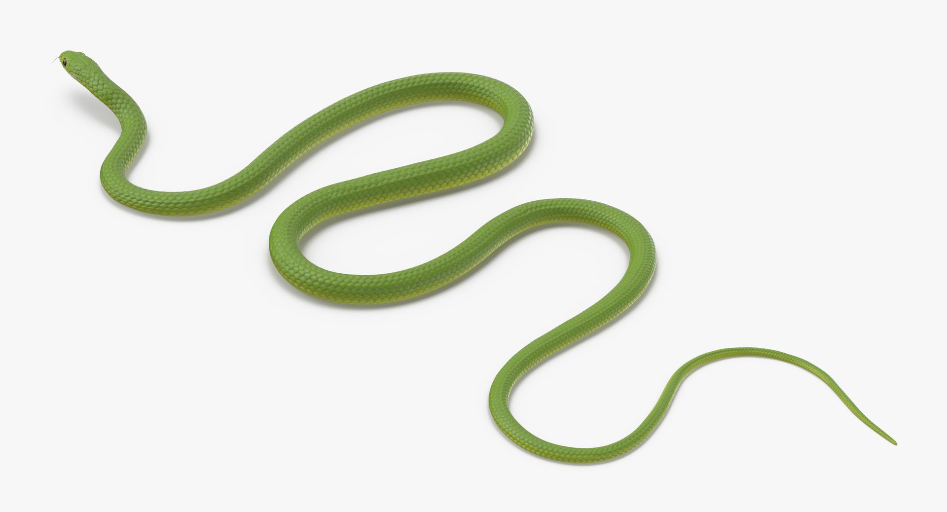3d Model Green Snake 01