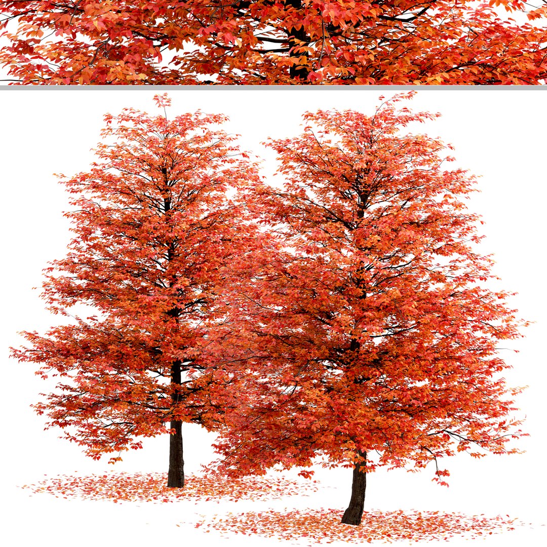 Set Of Black Gum Or Nyssa Sylvatica Tree - 2 Trees 3D Model - TurboSquid 1997491