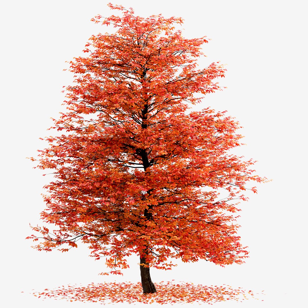 Set Of Black Gum Or Nyssa Sylvatica Tree - 2 Trees 3D Model - TurboSquid 1997491