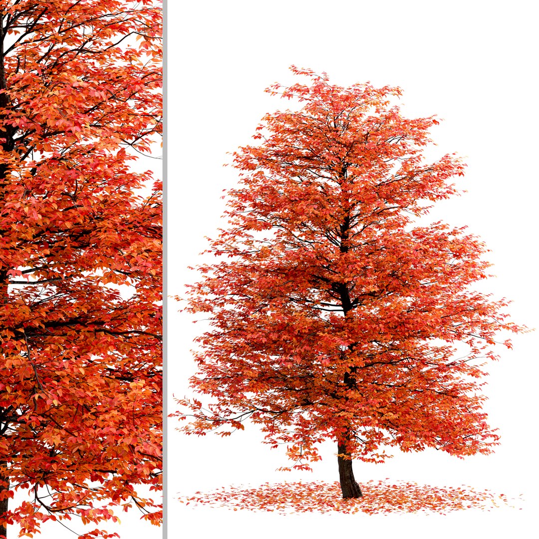 Set Of Black Gum Or Nyssa Sylvatica Tree - 2 Trees 3D Model - TurboSquid 1997491