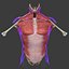 Muscles Torso Medical Edition 3d Ma